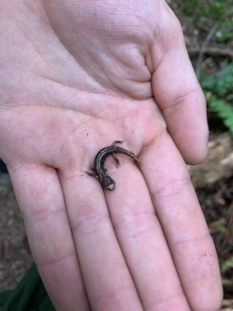Wandering Salamander from East Sooke Regional Park, BC, CA on May 22 ...