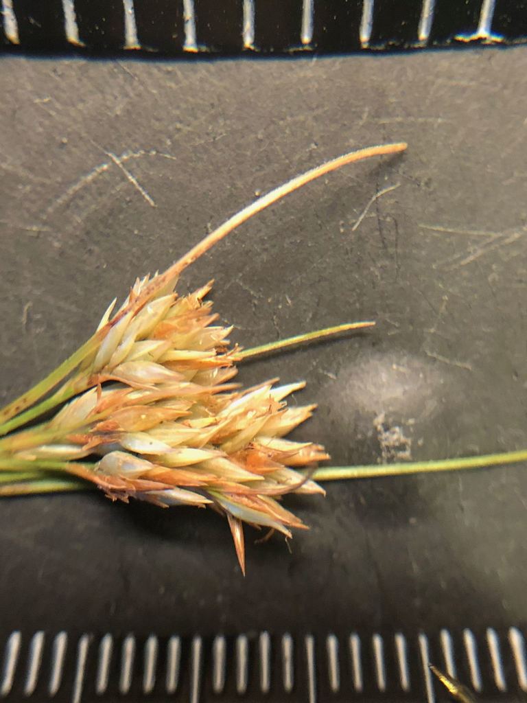 Large Beakrush (Rhynchospora macra) - Botanical Realm