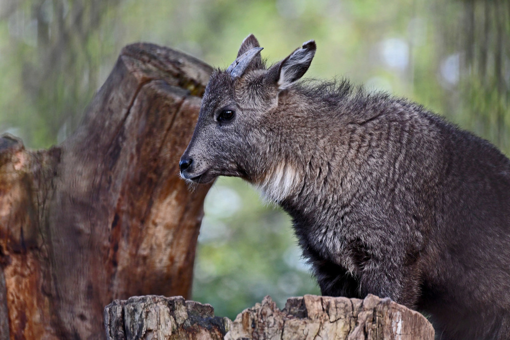 Chinese Goral Zoo