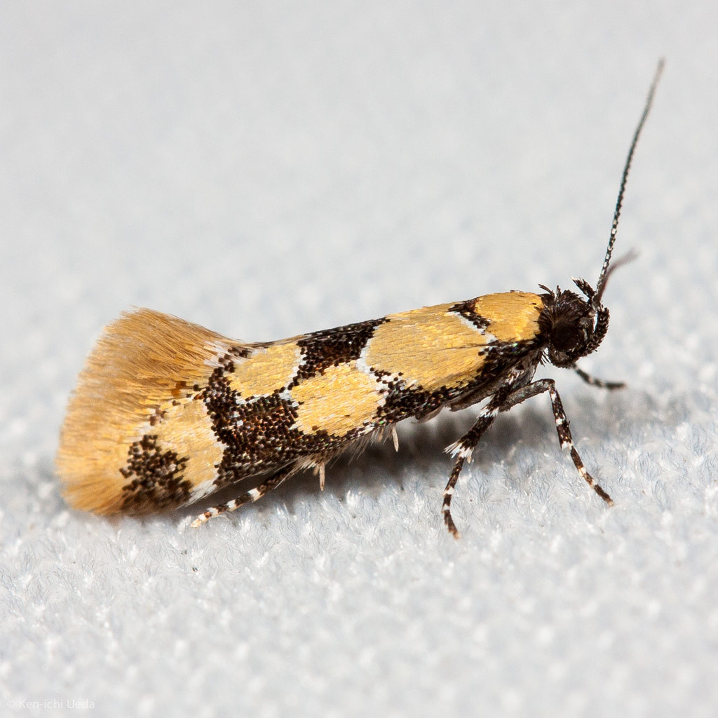 Decantha stonda (Insects of Kern County) · iNaturalist