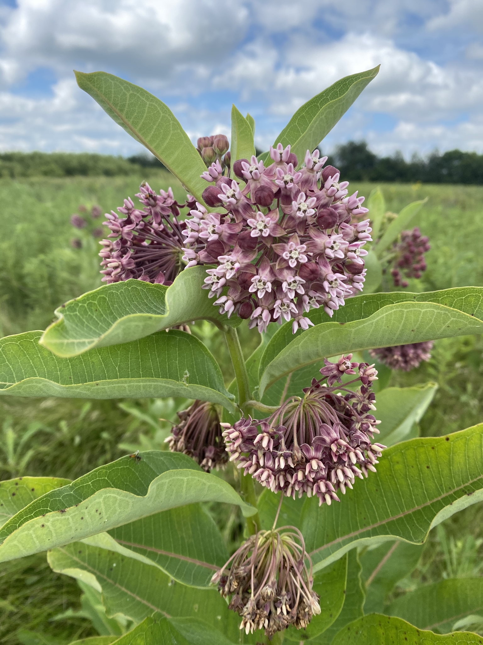 common milkweed Asclepias syriaca iNaturalist