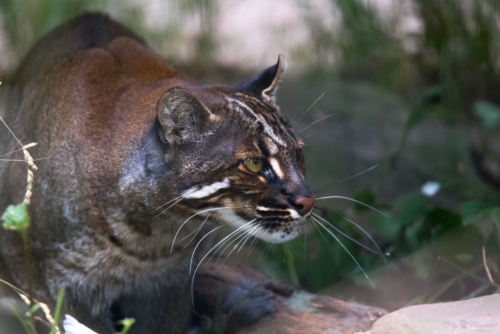 Asian Golden Cat (Catopuma temminckii) - Know Your Mammals