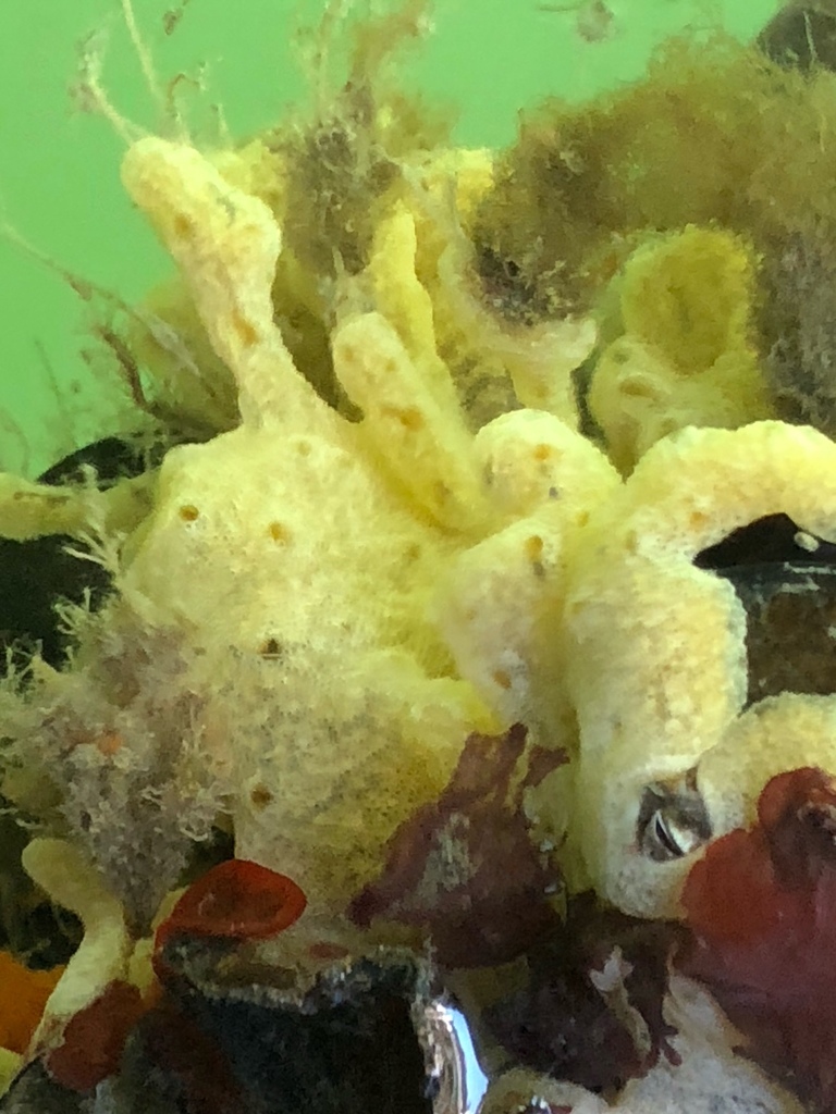 Sea Vomit from Angel Island State Park, Tiburon, CA, US on October 11 ...