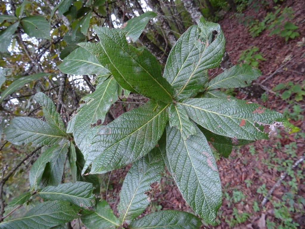 loquat leaf oak from Santiago, N.L., México on October 10, 2020 at 05: ...