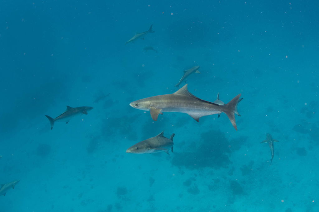 Cobia from Great Barrier Reef, AU on October 11, 2020 at 02:56 PM by ...