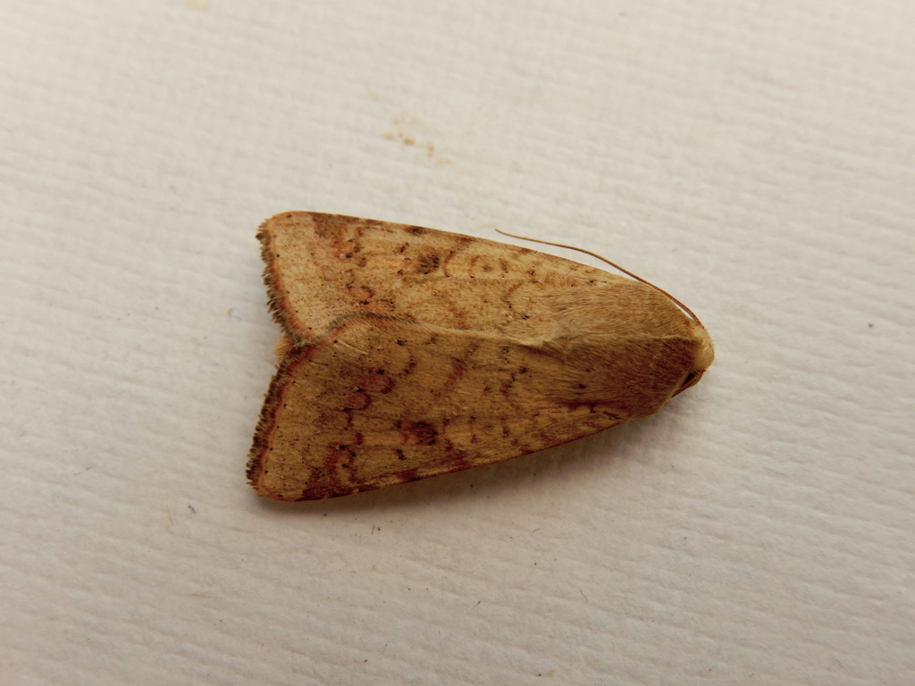Cotton Bollworm Moth from Sydney NSW, Australia on October 11, 2020 at ...