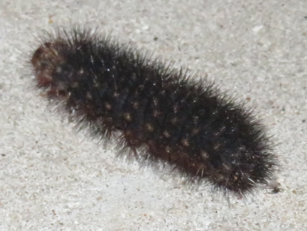 Tiger Moths from O'Day Pkwy, Corpus Christi, TX, USA on August 16, 2020 ...