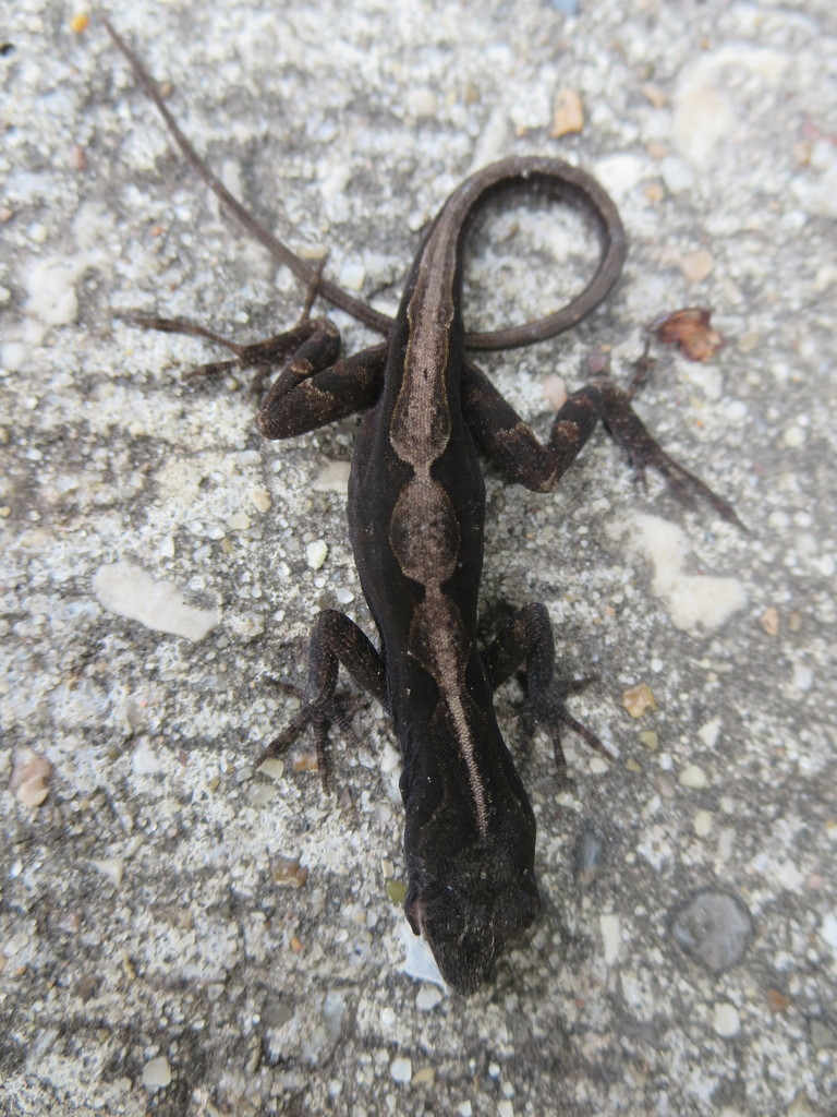 Brown Anole from Houston, TX, USA on January 5, 2014 at 01:55 AM by ...