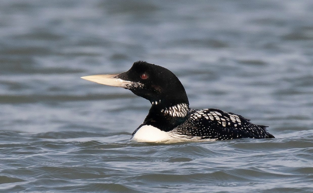 Yellow-billed Loon (Iowa Bird Species) · iNaturalist
