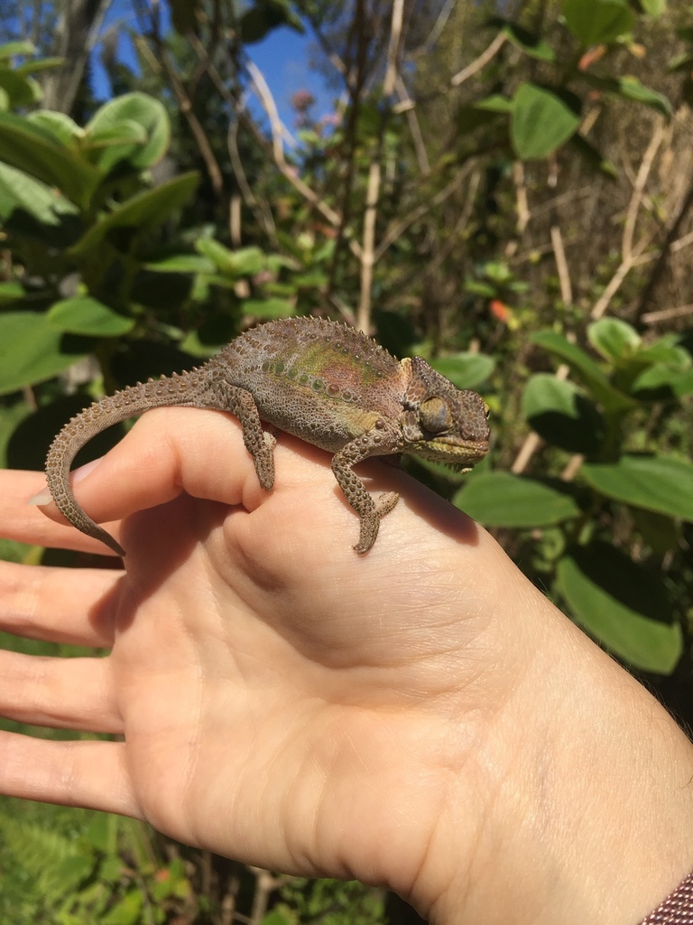 Knysna Dwarf Chameleon in October 2020 by Joan. Been watching this ...