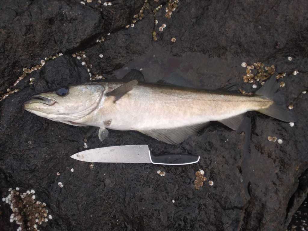 Atlantic pollock from Будё, Норвегия on October 10, 2020 at 11:51 AM by ...