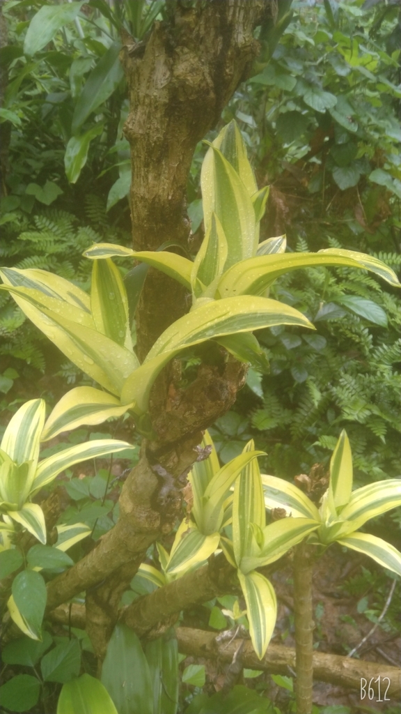cornstalk dracaena from Kerala 695563, India on October 12, 2020 at 11: ...