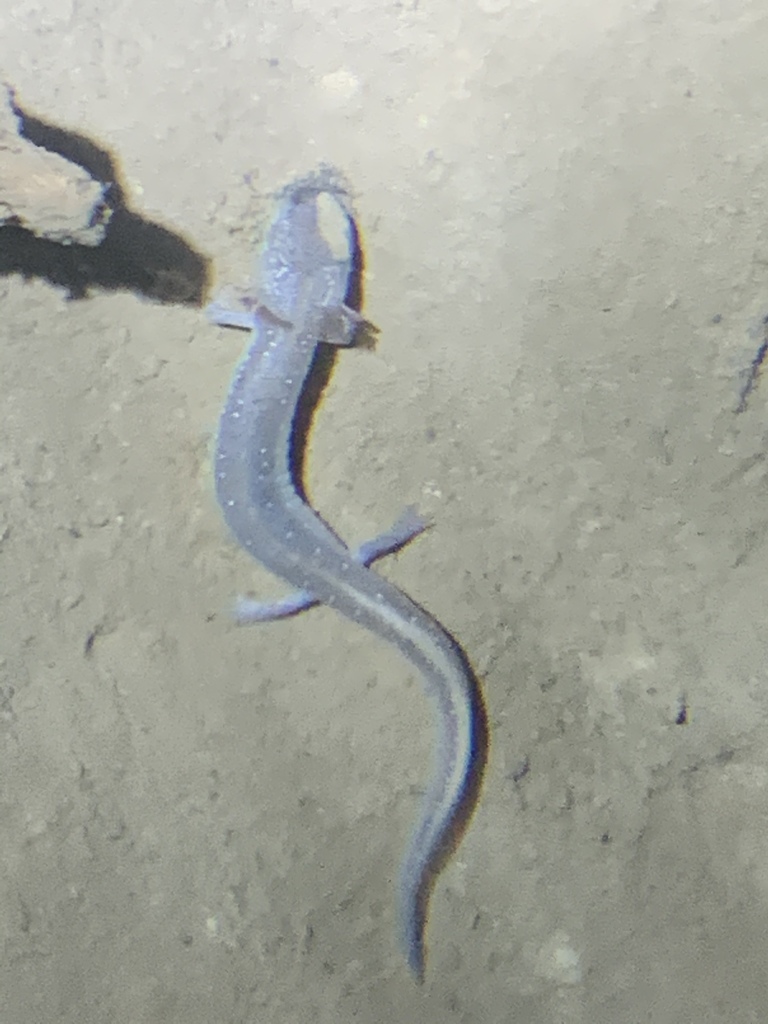 Cascade Caverns Salamander in October 2020 by crotrox · iNaturalist