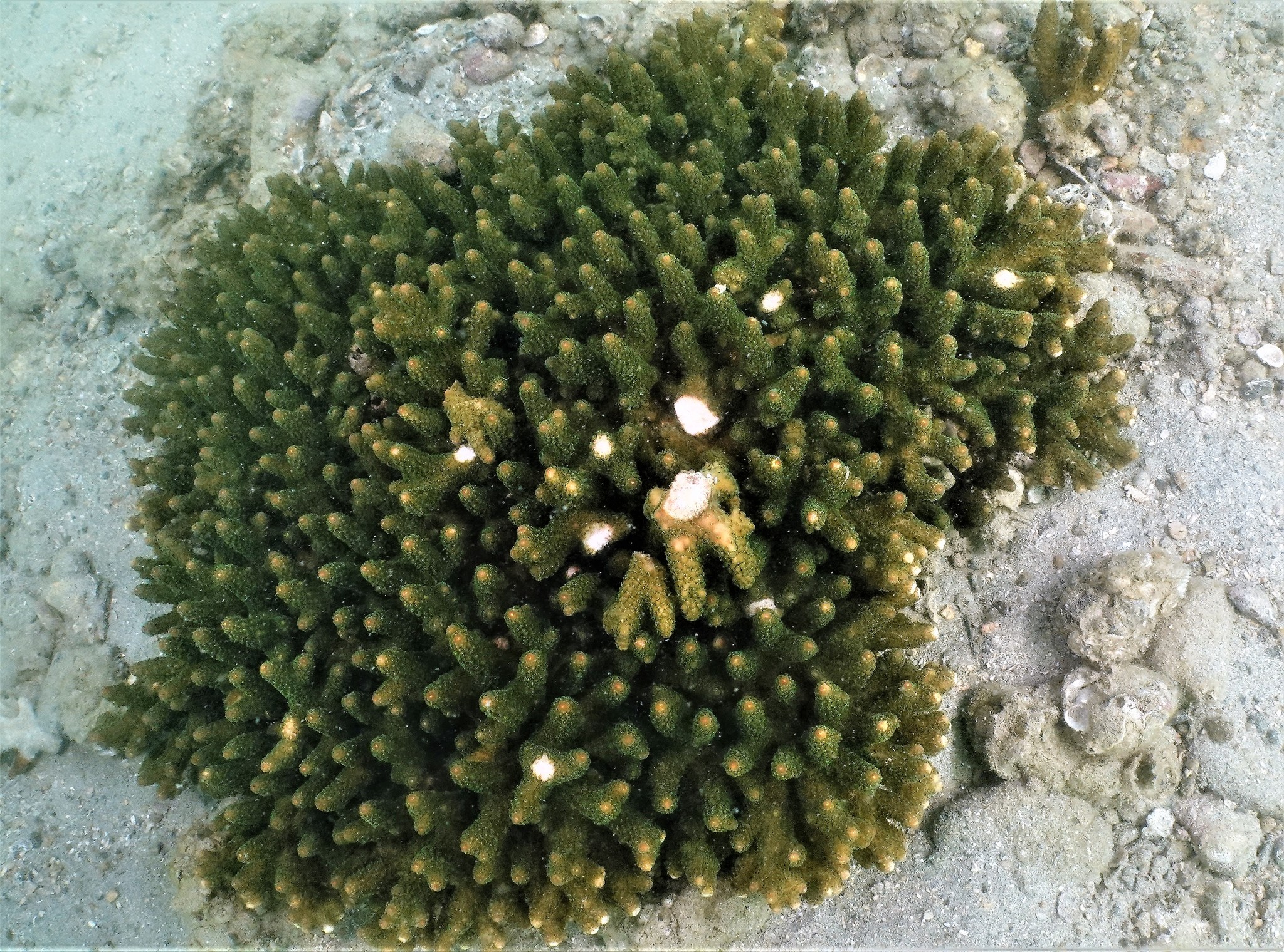 Acropora samoensis (Brook, 1891)