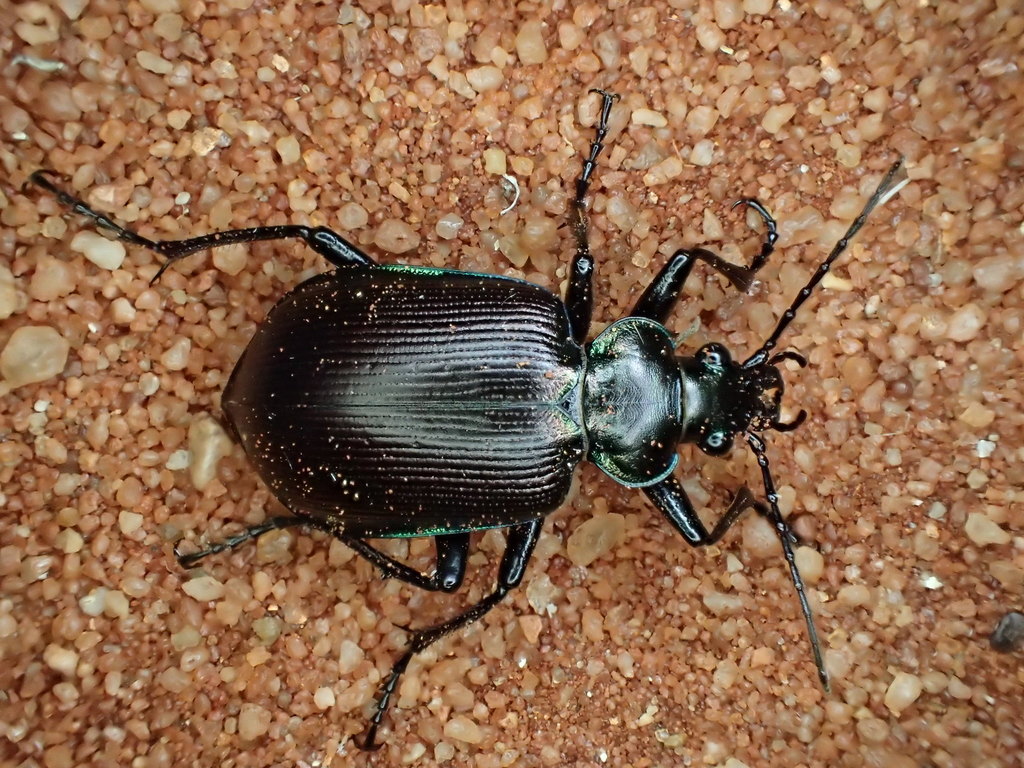 Calosoma oceanicum from Ingomar SA 5723, Australia on October 11, 2020 ...