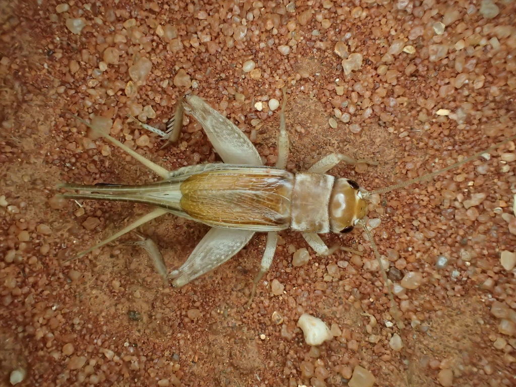 True Crickets in October 2020 by Mark Hura · iNaturalist
