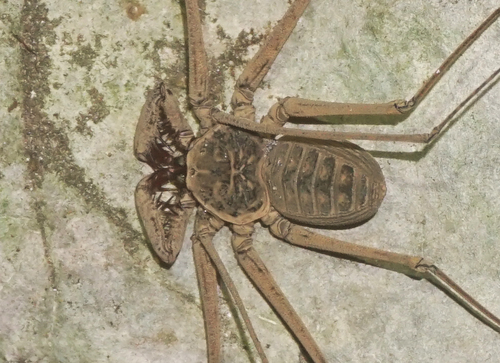 Paraphrynus chacmool (Arácnidos de la Peninsula de Yucatán) · iNaturalist