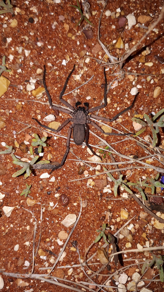 Scorpion Flat Spiders in October 2020 by Mark Hura · iNaturalist