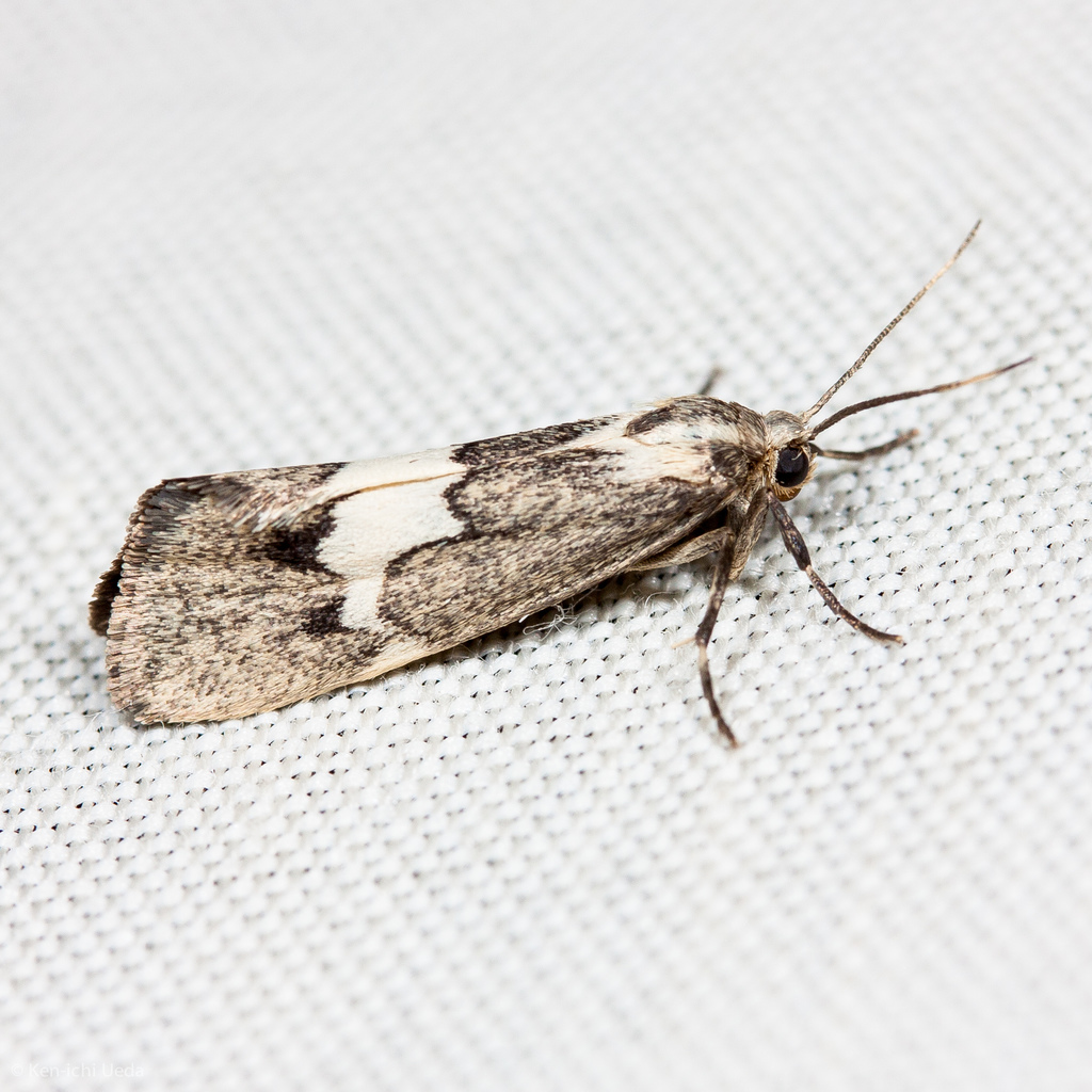 Cisthene deserta (Moths of Quail Hollow) · iNaturalist