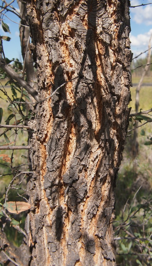 doodlallie (Acacia excelsa) - Botanical Realm