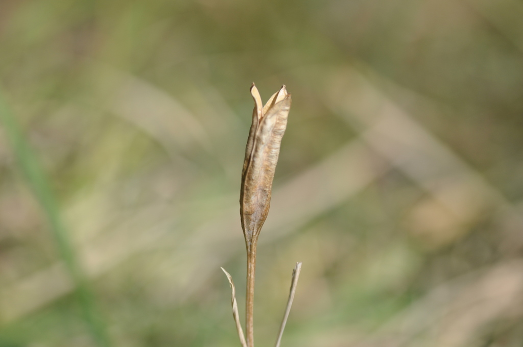 Western Blue Flag (Plants of Lathrop State Park) · iNaturalist