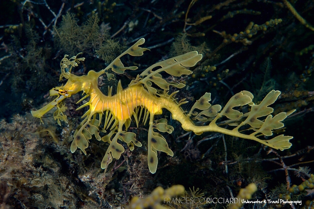 Leafy Seadragon (Phycodurus eques) - Marine Life Identification