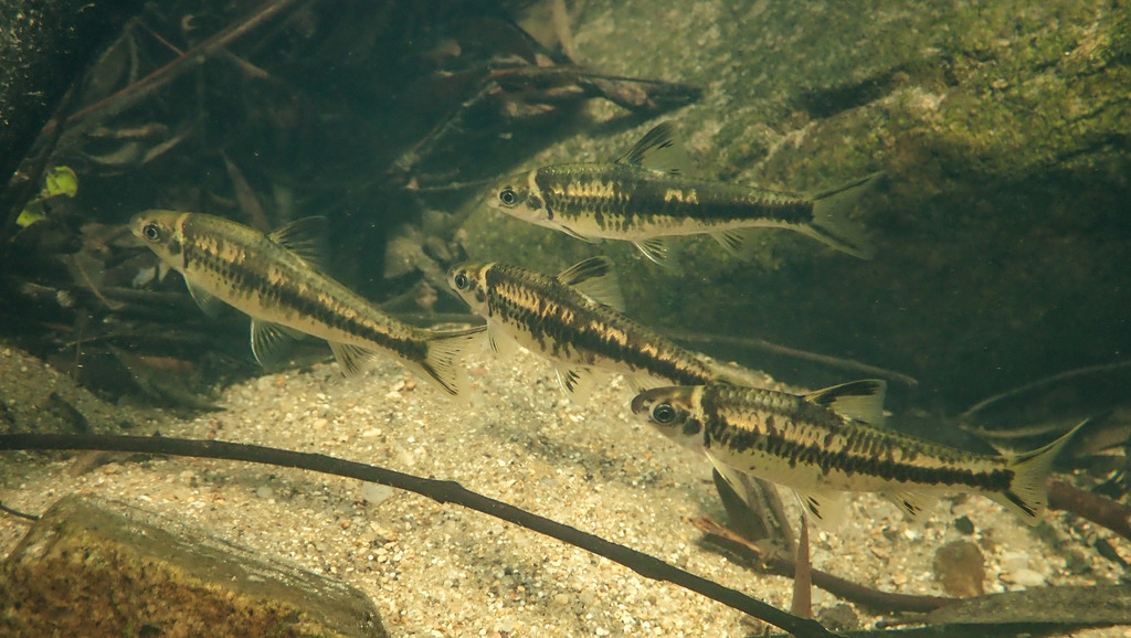 Gudgeons (Gobionidae) - Marine Life Identification