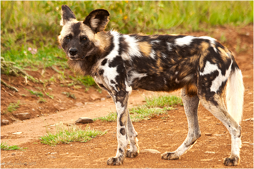 Cape Wild Dog (Lycaon pictus pictus) - Know Your Mammals