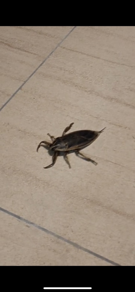 Asian Giant Water Bug from 郁南县, 云浮市, 广东省, CN on October 12, 2020 at 03: ...