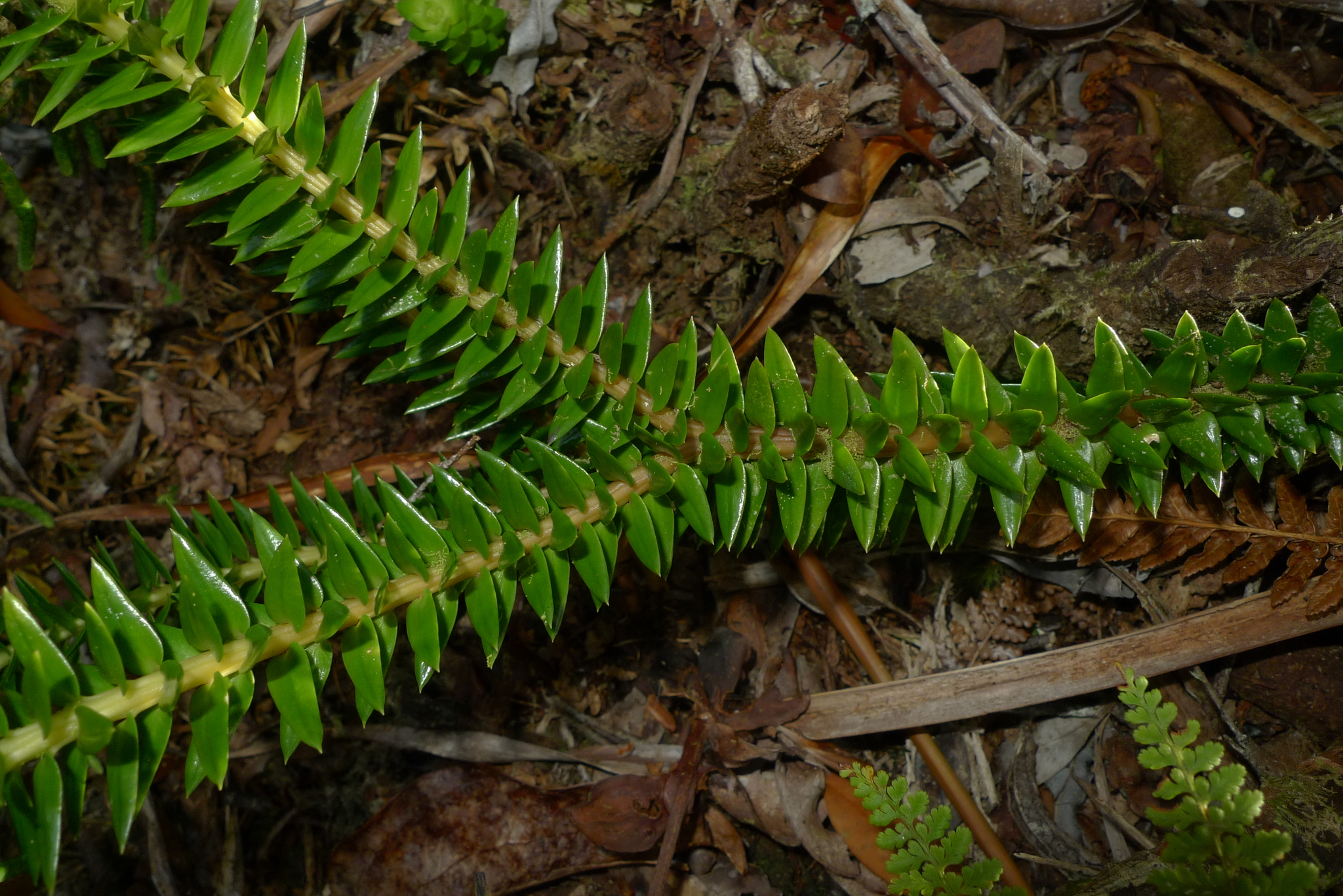 Phlegmariurus phyllanthus (Hook. & Arn.) R.D.Dixit