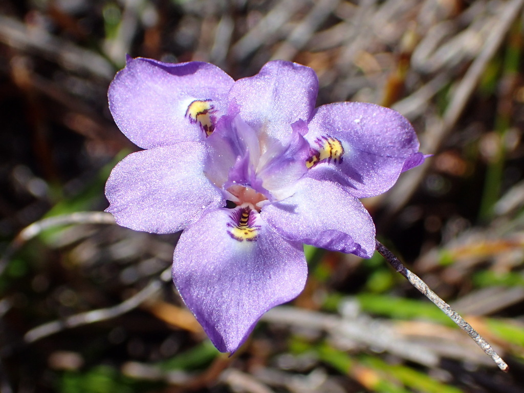 Moraea nubigena from Near Thomas Hut, Hex River Mountains on October 5 ...