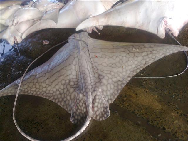 Ornate Eagle Ray (Aetomylaeus vespertilio) - Marine Life Identification