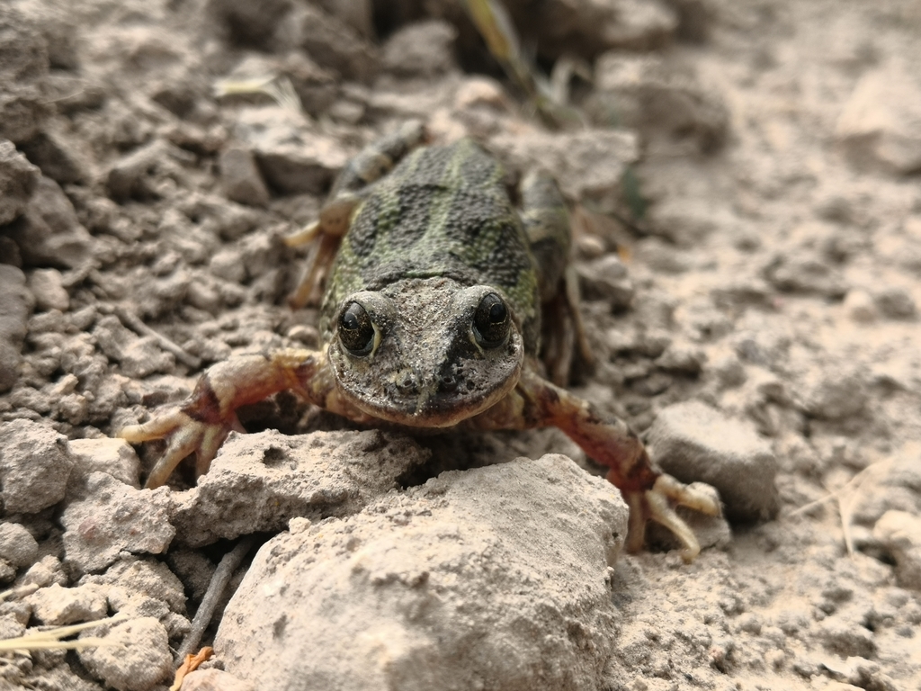 Upland Burrowing Tree Frog from Aguascalientes, MX-AG, MX on October 06 ...