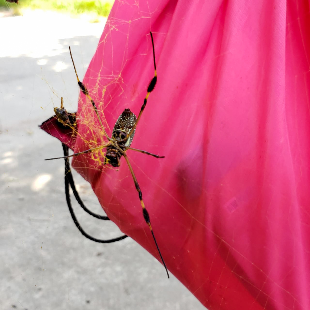 Golden Silk Spider from San Antonio de Oriente, Honduras on October 11 ...
