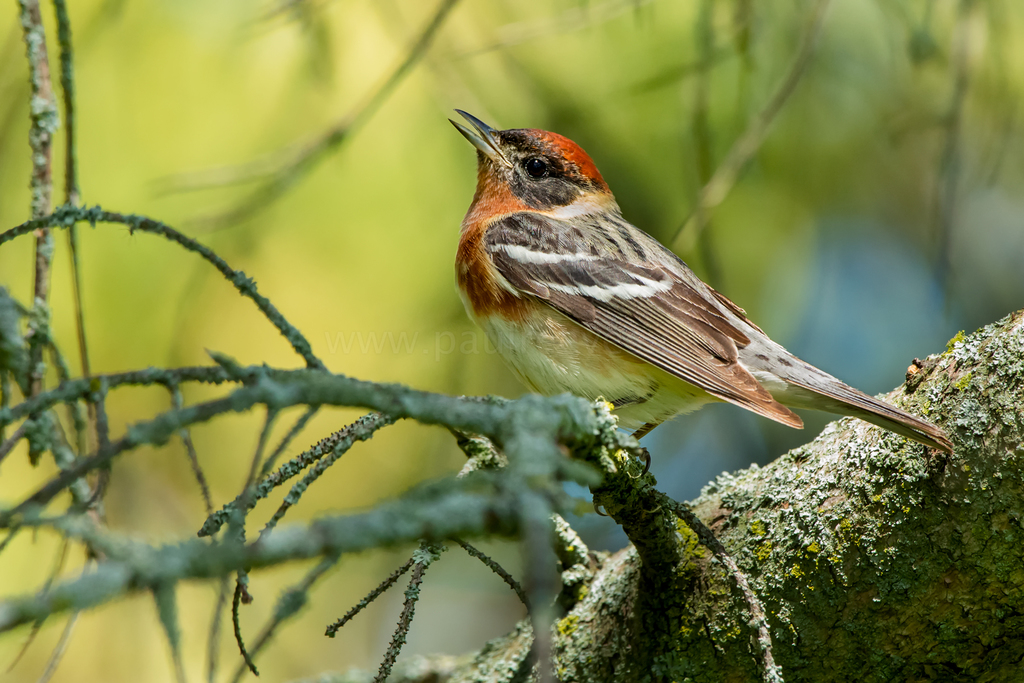 Setophaga Warblers (Setophaga) - Avian Discovery