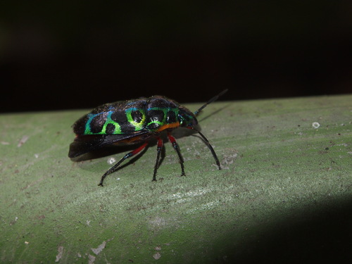 Scutellera fasciata · iNaturalist