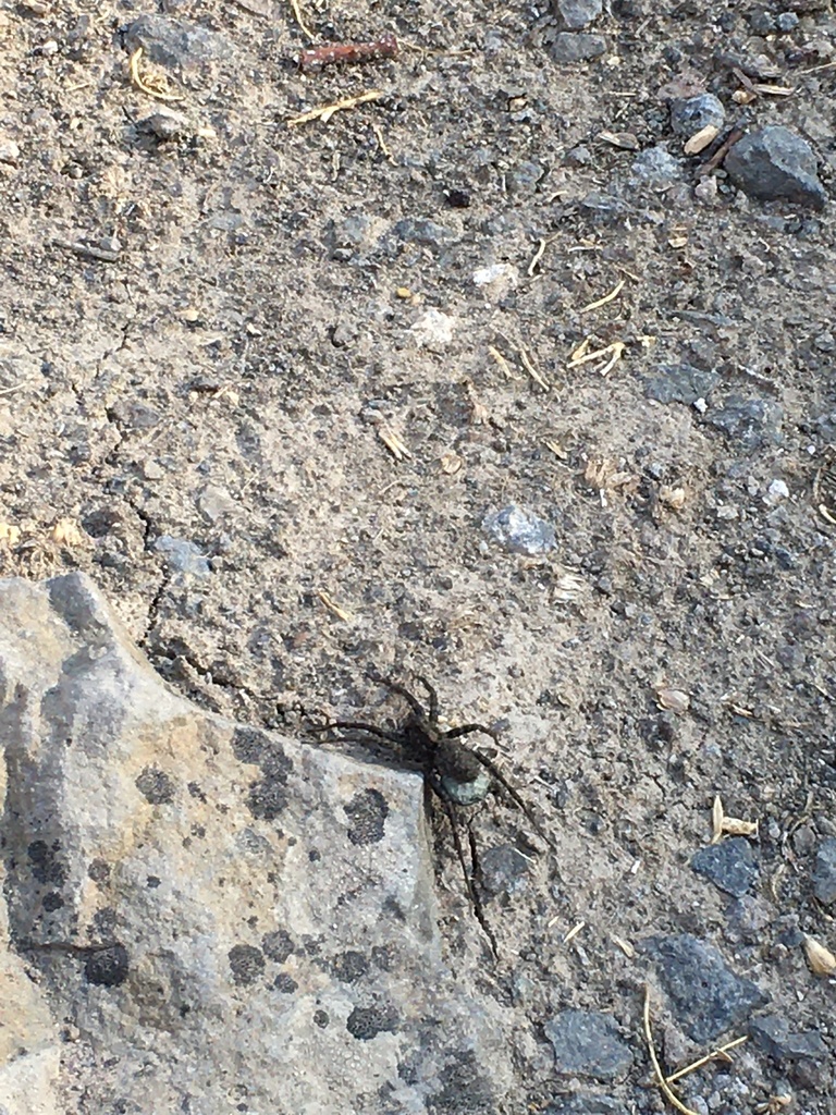 Thin-legged Wolf Spiders from Grant County, WA, USA on October 07, 2020 ...