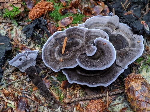 Phellodon atratus (Guía de la Funga del Parque Nacional Cofre de Perote ...