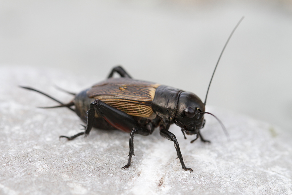 European Field Cricket from West Macedonia Region, Greece on June 23 ...